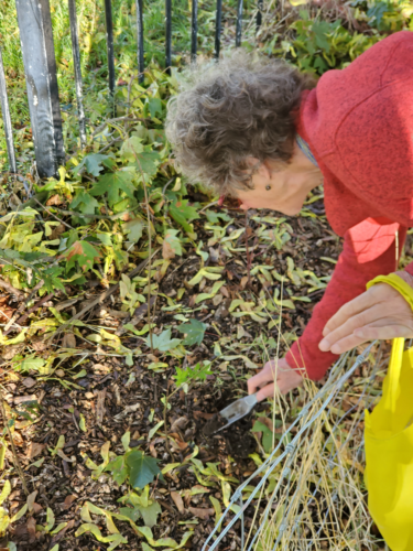FOBP and wild life hedge - Friends of Brockwell Park